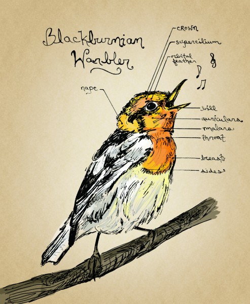 Notes from the Northern Boreal: A wandering bird biologist’s field ...