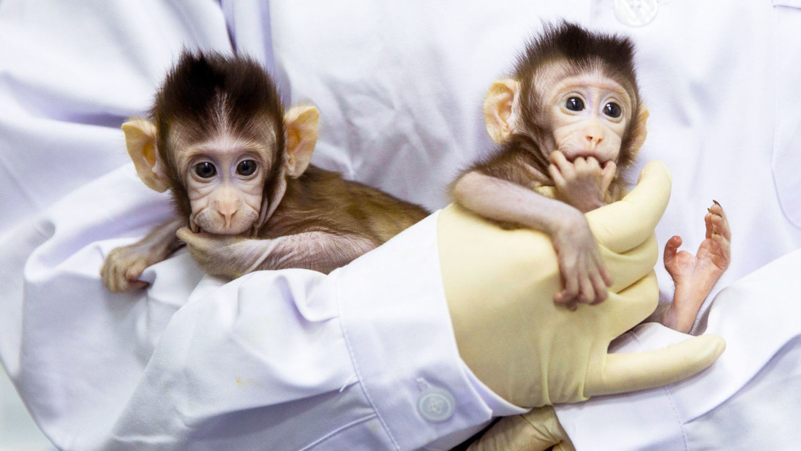 Cloned primates make history, spark discussion – The Manitoban