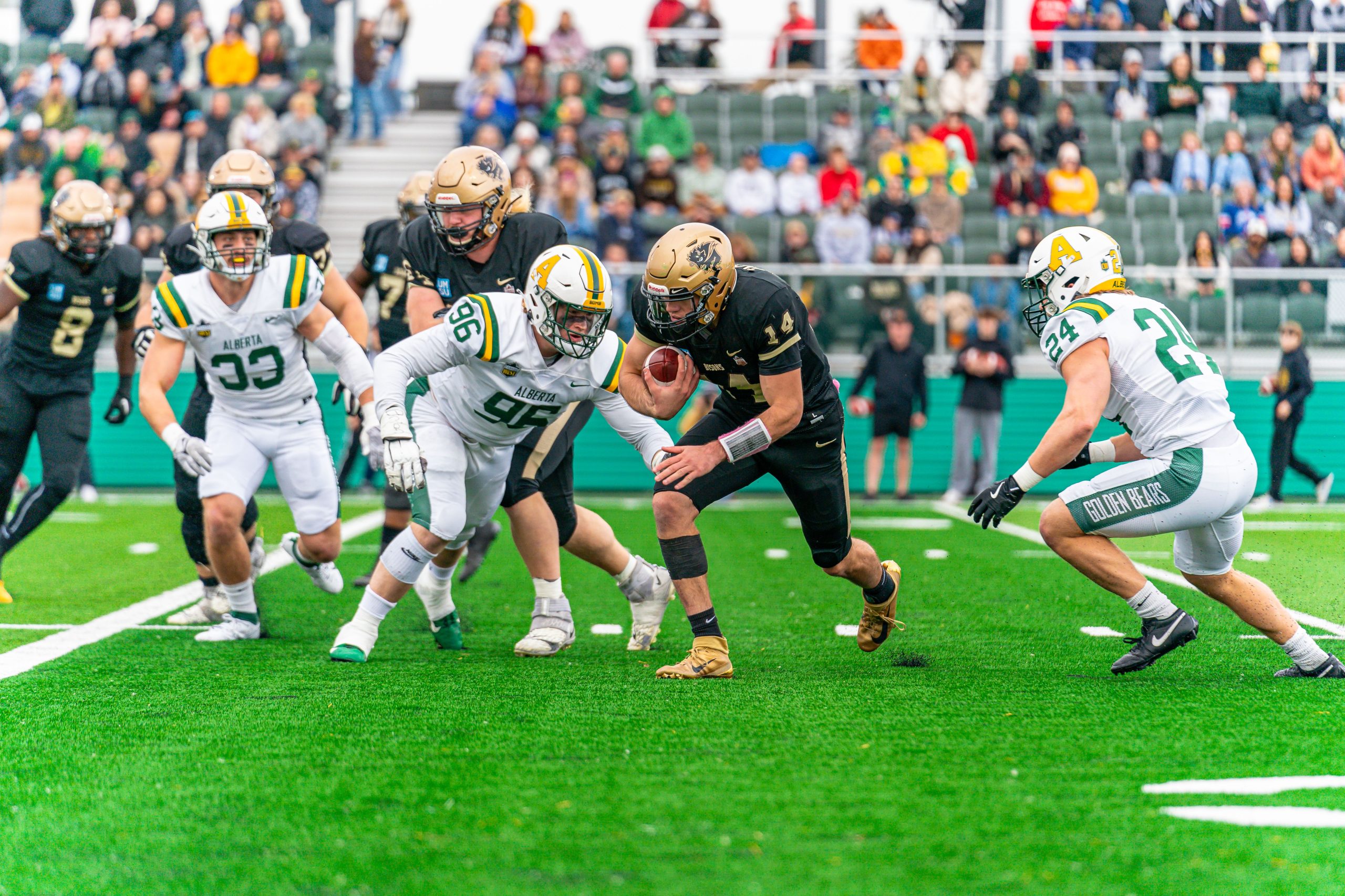 Bisons football team secures home playoff game | The Manitoban