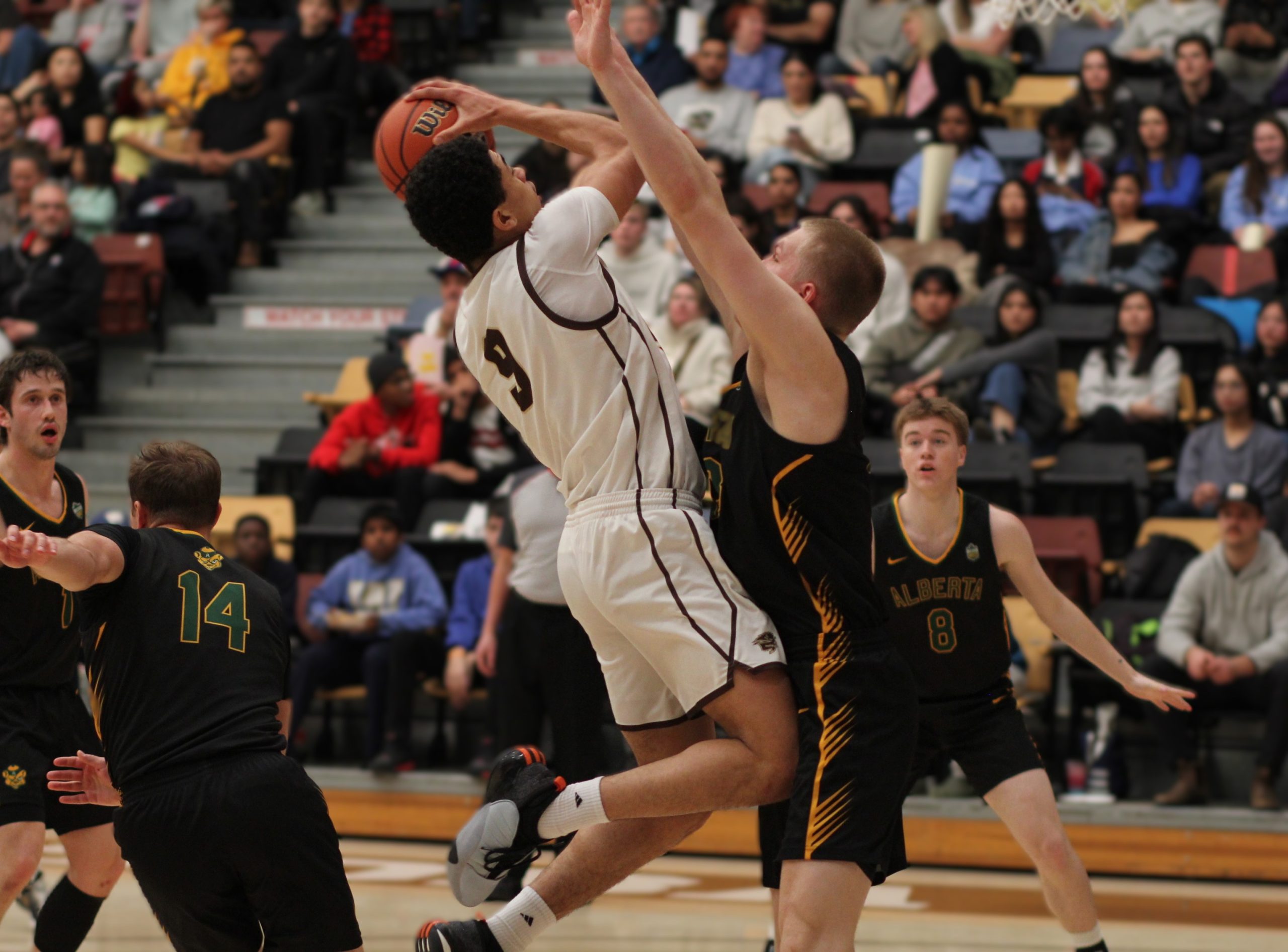 Men’s basketball split weekend series with Golden Bears | The Manitoban
